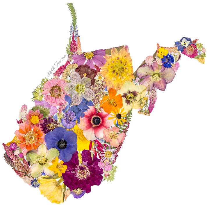 West Virginia Themed Products From The "Where I Bloom" Collection ...