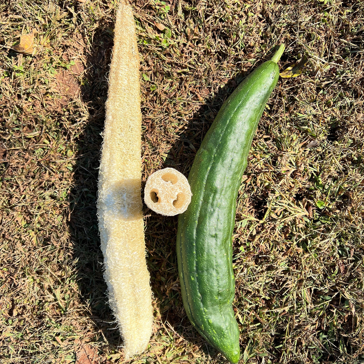 Luffa Gourd Seeds from 1818 Farms